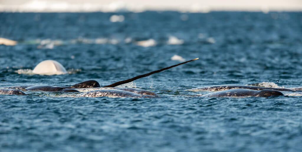 Sounds Of Sea-Unicorns: Elusive Calls Of Mysterious Narwhals Caught On Tape