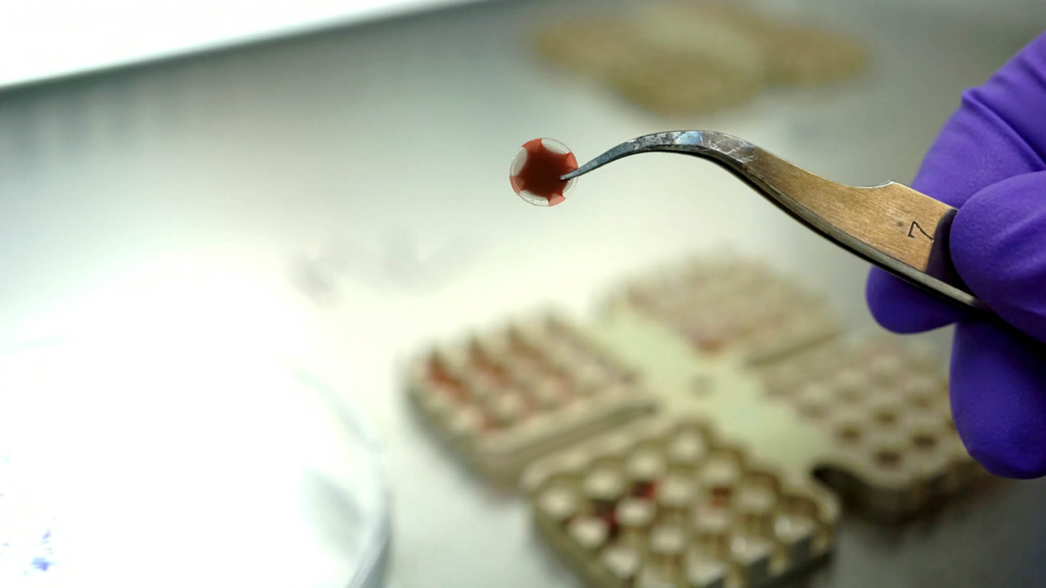 Martian meals: Food could be grown on Mars to sustain a human colony