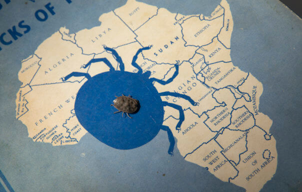 Tick species from Africa can survive without food for years, live for 3 ...