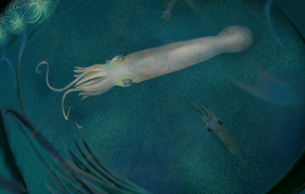 Newly uncovered fossil may have been the first vampire squid with 10 arms