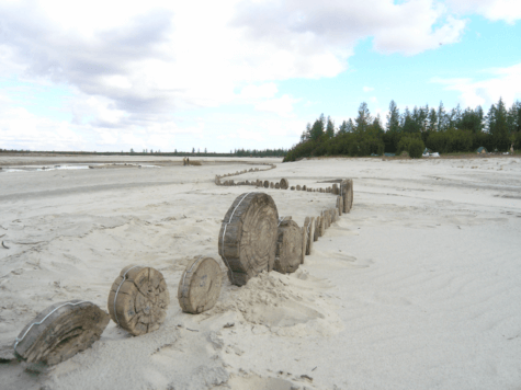 Historic heat: Fossilized trees in Siberia reveal it's never been ...