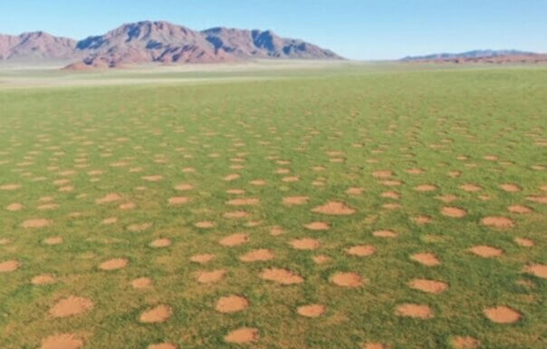 Scientists solve global grassland puzzle of mysterious 'fairy circles'