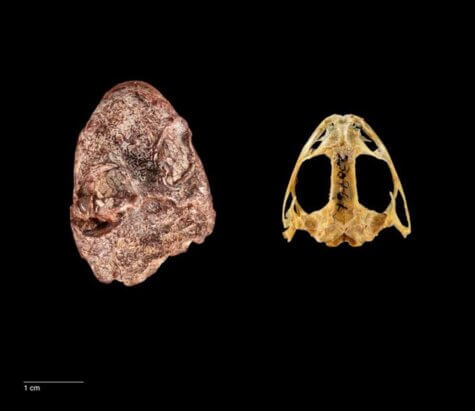 Scientists Name 270-Million-Year-Old Amphibian After Kermit The Frog
