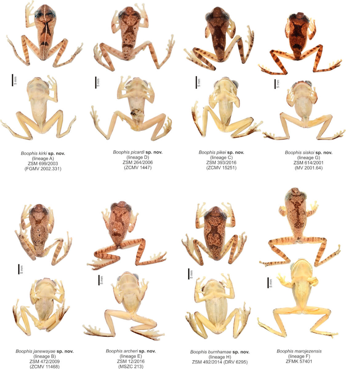 7 new frog species have croaks so alien, scientists named them after ...