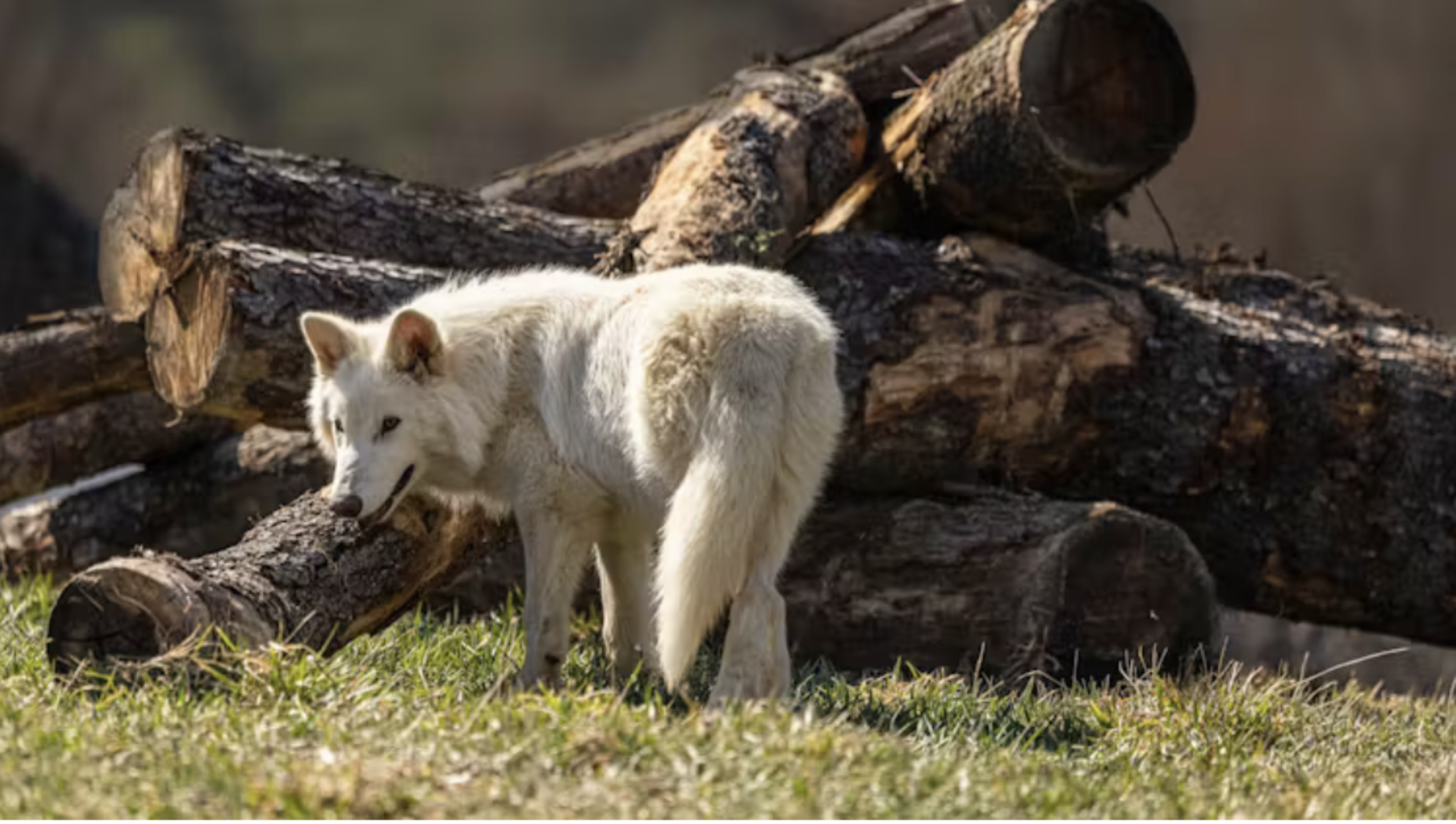 Prof: ‘De-extinct’ Dire Wolves Are Trojan Horse to Hide Humanity’s ...